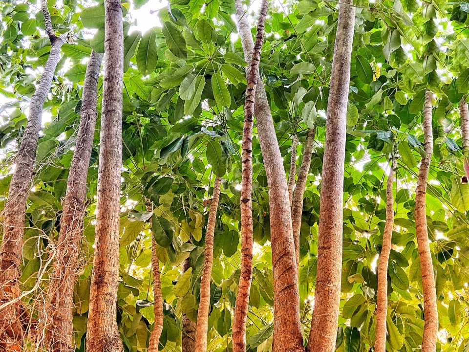 Umbrella Trees | DonnaWanna | Blipfoto