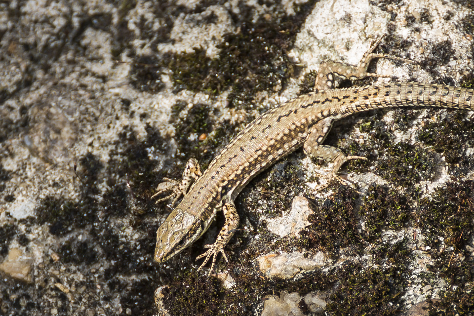 Lizzie the lizard... | suzb2 | Blipfoto