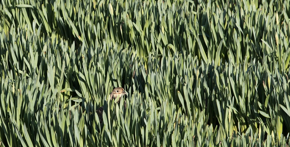 Can you see me | Alison666 | Blipfoto