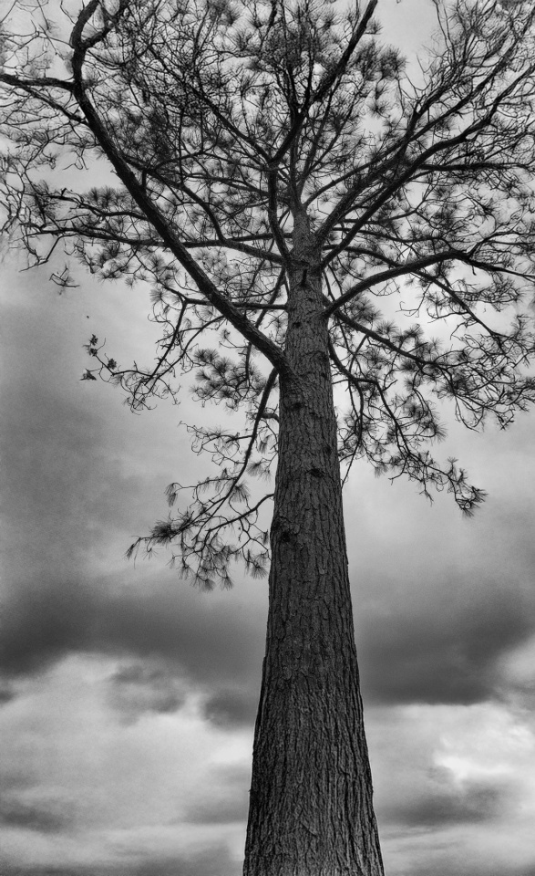 Pine Tree | bugsman | Blipfoto