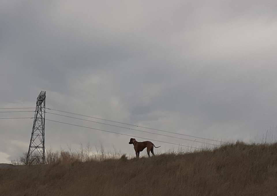 Doggon the skyline | Mima | Blipfoto