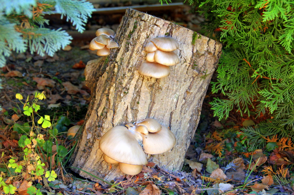 Oyster mushrooms | Geebliping | Blipfoto