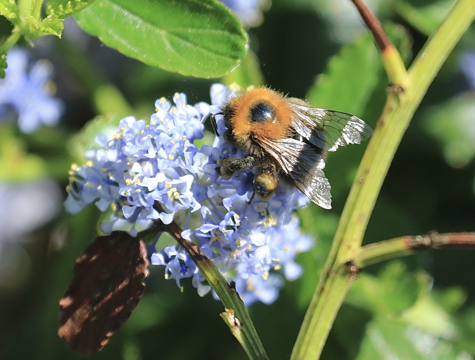 Bee monk | Viking | Blipfoto
