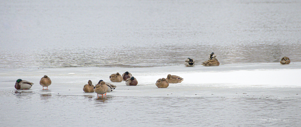 Ducks without heads | pitkis | Blipfoto