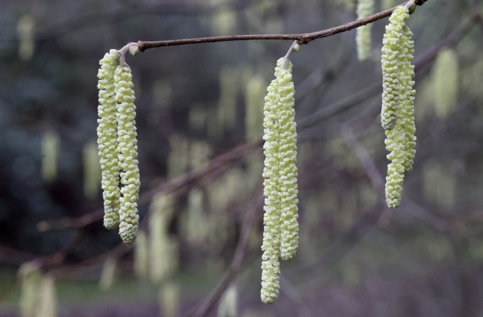 Hazel Catkins | chrisf | Blipfoto