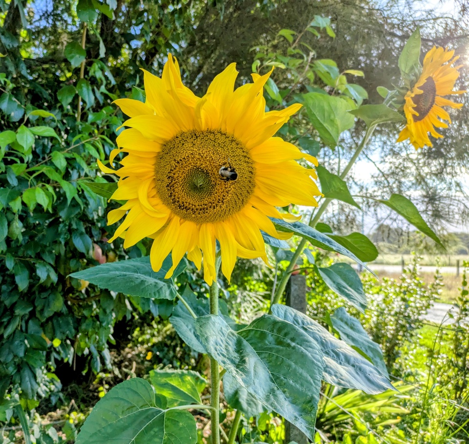A sunflower in February! | freespiral | Blipfoto