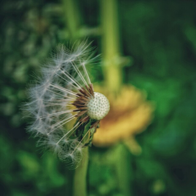 Dandelion clock | Ingeborg | Blipfoto