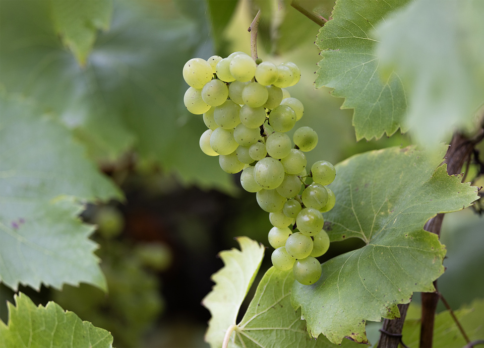 Pheonix | Hillyblips | Blipfoto