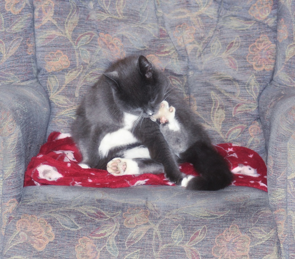 Miss Mittens | Charlie17 | Blipfoto