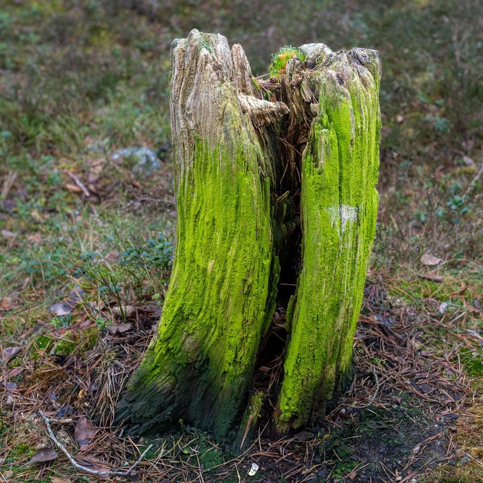 Green | GoranZebuhr | Blipfoto