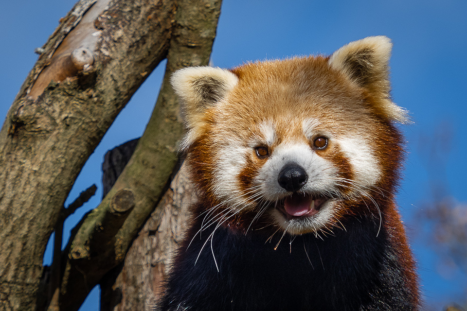 Day 308/20. Red Panda in the sun..... | trevsastar | Blipfoto