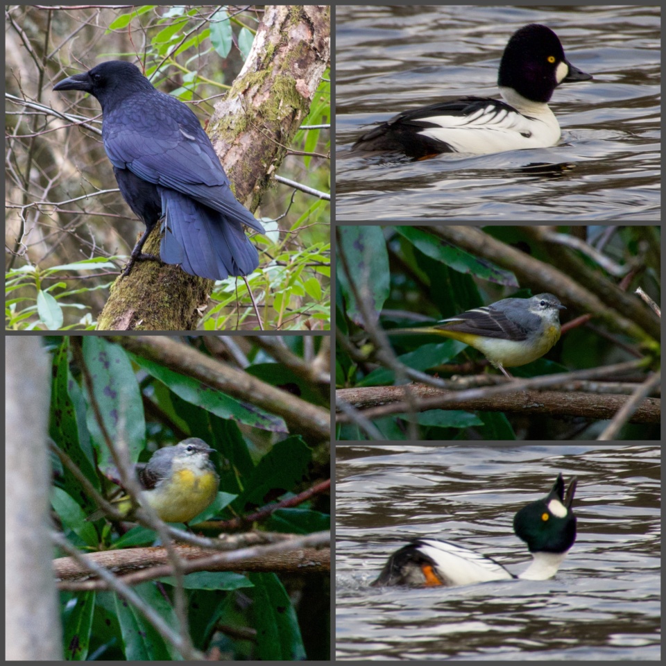 Mugdock Birds | CherryR | Blipfoto