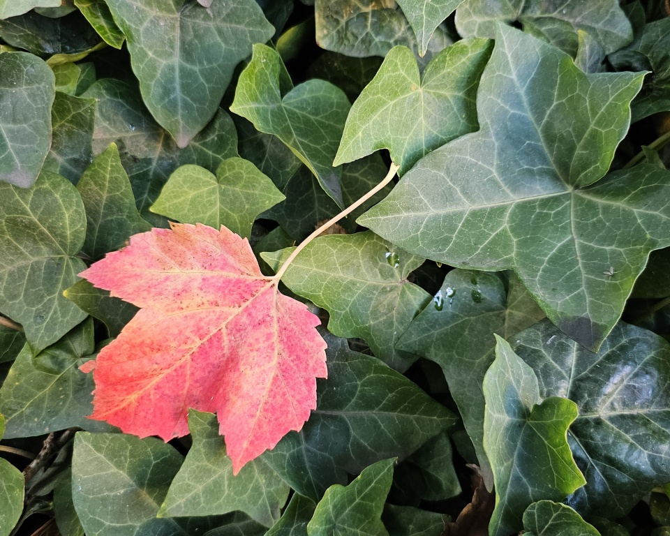 Leaf Mosaic | RonaldBerry | Blipfoto