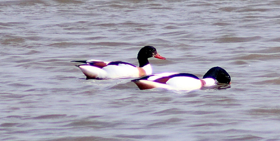 Shell duck | swampy316 | Blipfoto