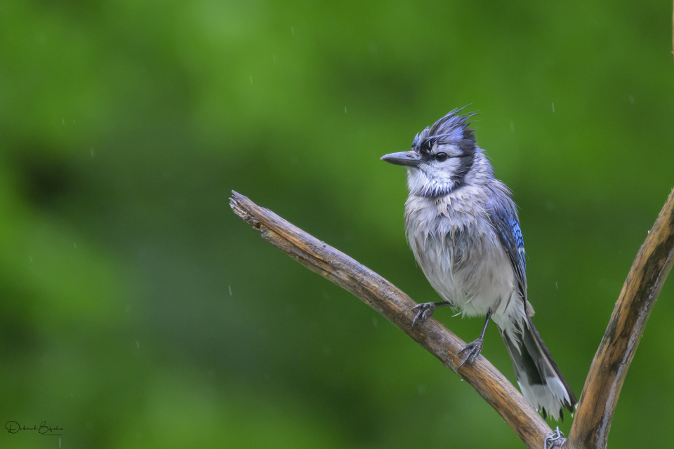 Wet | dbifulco | Blipfoto