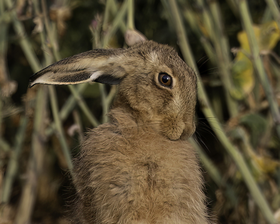 Coy | Hillyblips | Blipfoto