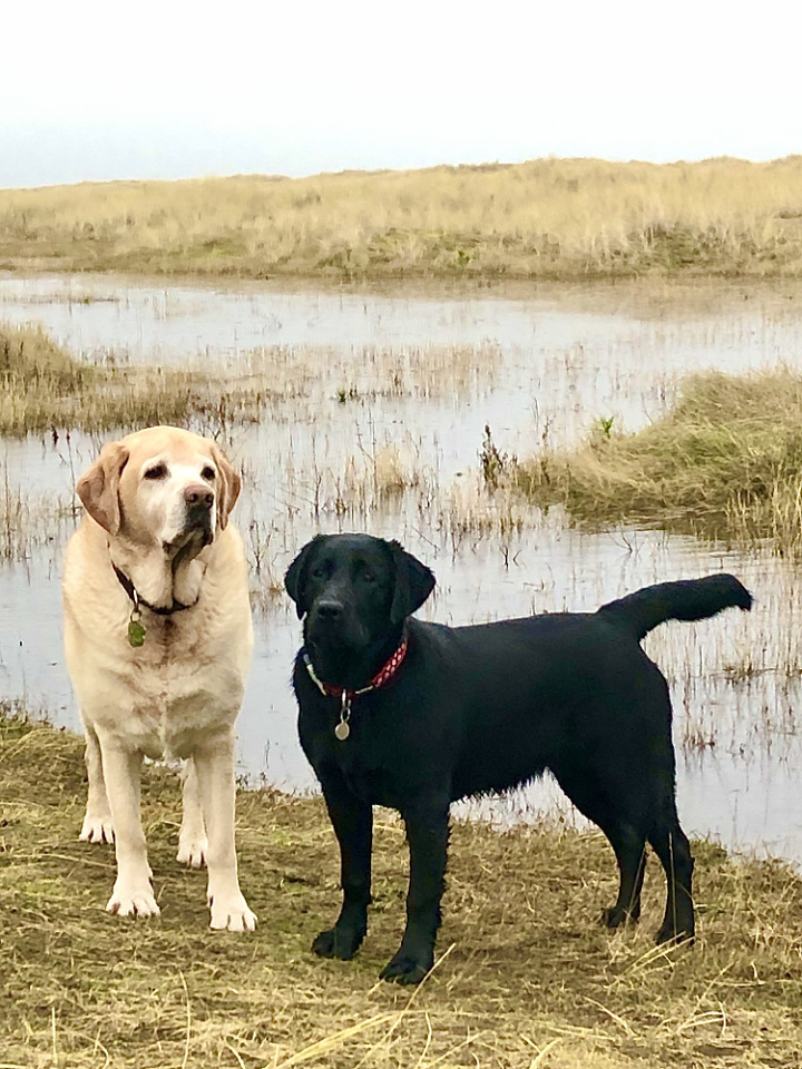 Swamp dogs | AliSmidge | Blipfoto