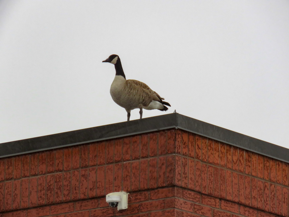 Security goose | KevinV | Blipfoto