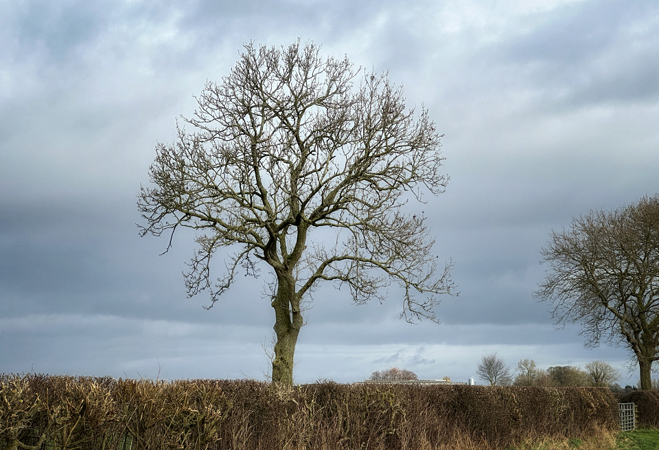 As today is Joe Tree Day I... | marpaul | Blipfoto