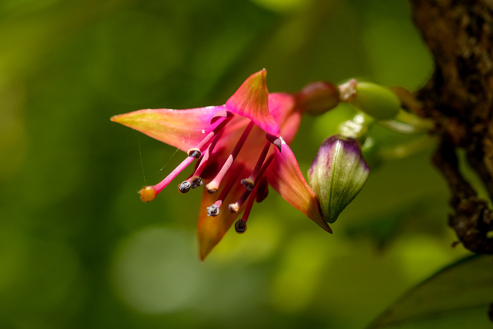 New Zealand fuschia - TinyTuesday282 - TT282 | mpp26 | Blipfoto
