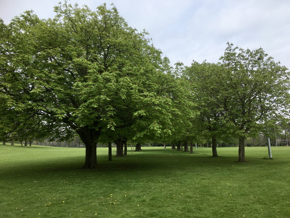 Greens | iaint | Blipfoto