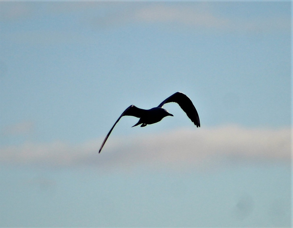Gull | monkey | Blipfoto