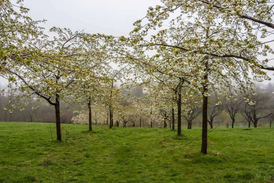 Cherry Blossom | Snowcycle | Blipfoto