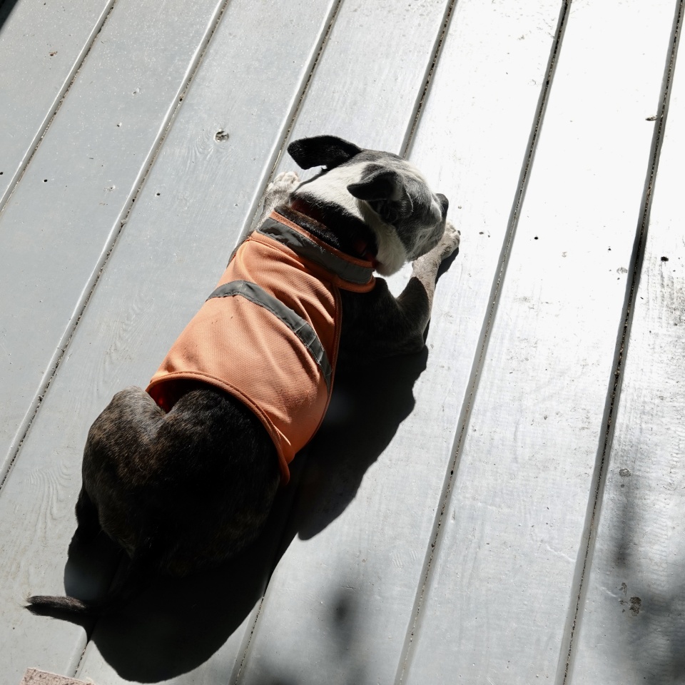 Bugsy | Kimb | Blipfoto