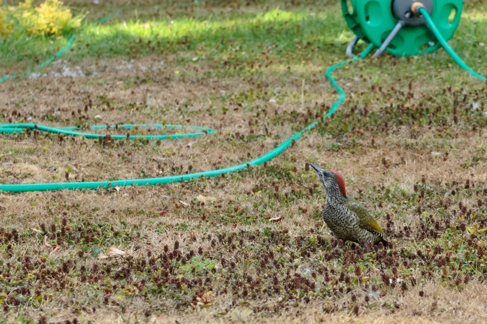 Juve | JDO | Blipfoto