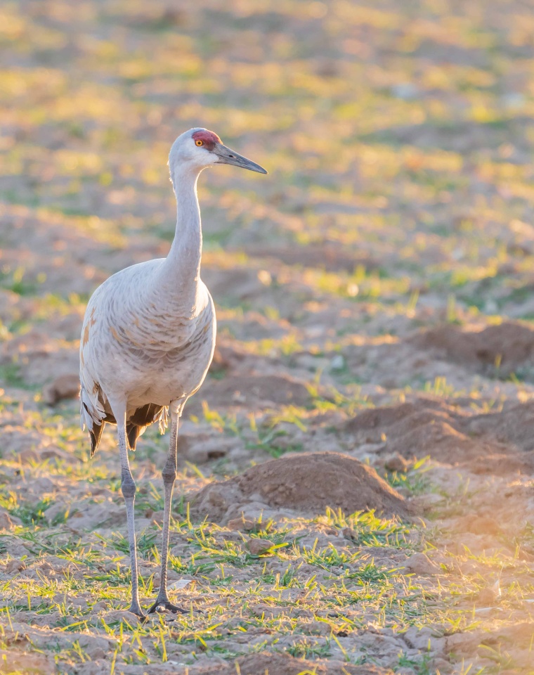 Red Eye Crane | BuffaloGR | Blipfoto