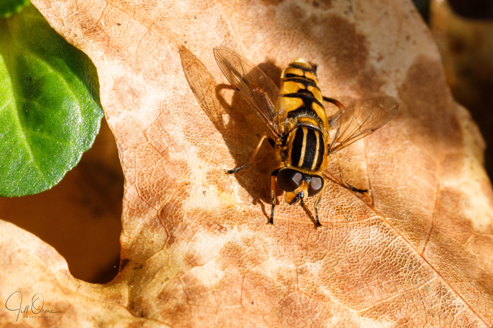 Sunny | JDO | Blipfoto