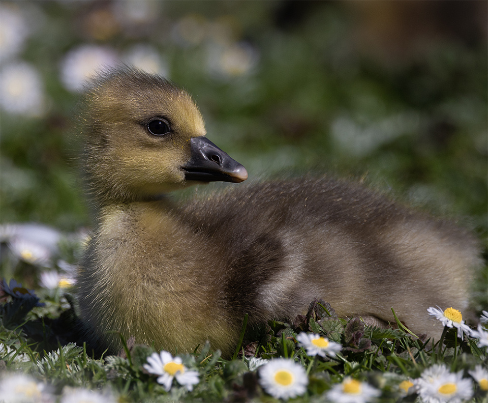 Gosling | Hillyblips | Blipfoto