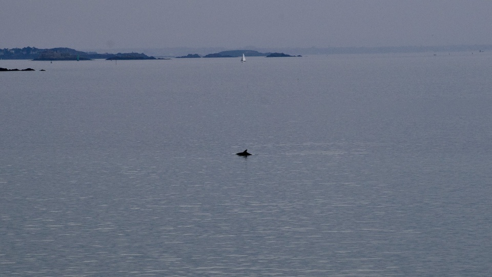 Solitary dolphin | ajt | Blipfoto