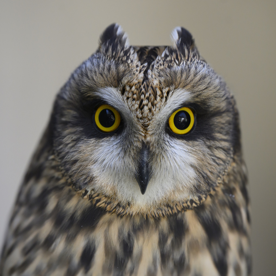 Shortie | dbifulco | Blipfoto