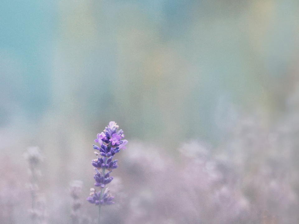 Lavender | rainie | Blipfoto