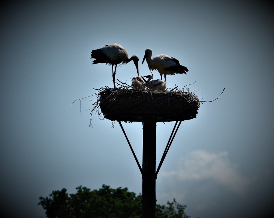 Happy family | pkln | Blipfoto