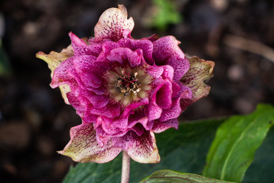 February Purple | StillLearning | Blipfoto