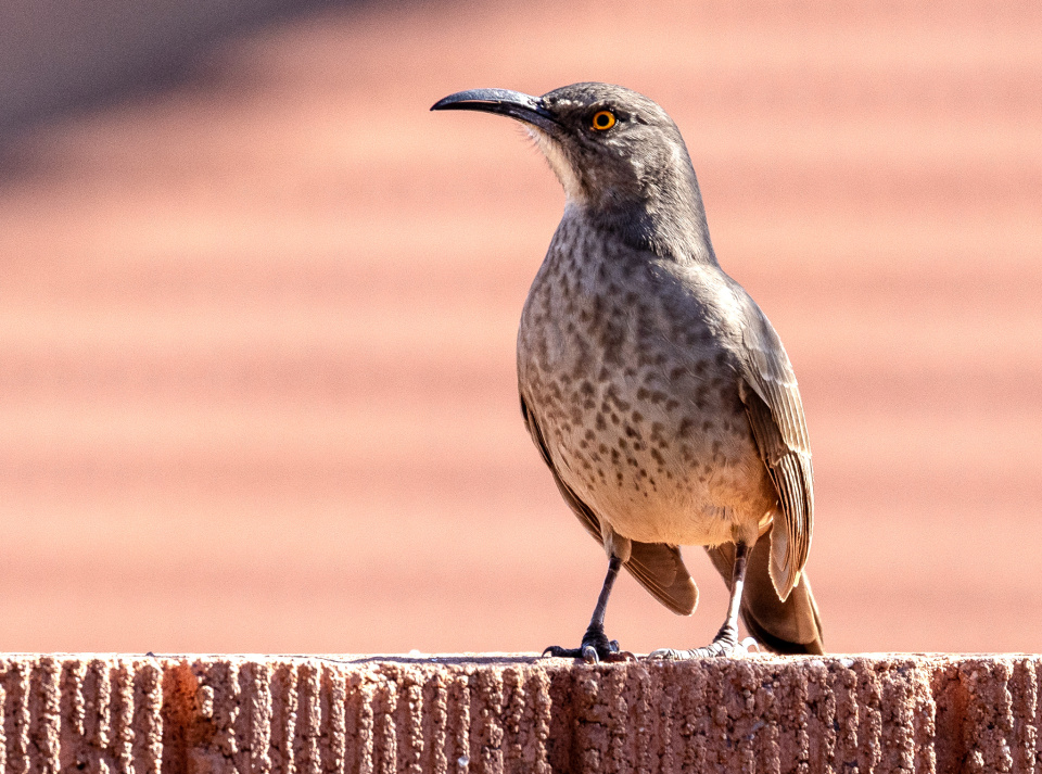 Proud and scary | laurie54 | Blipfoto