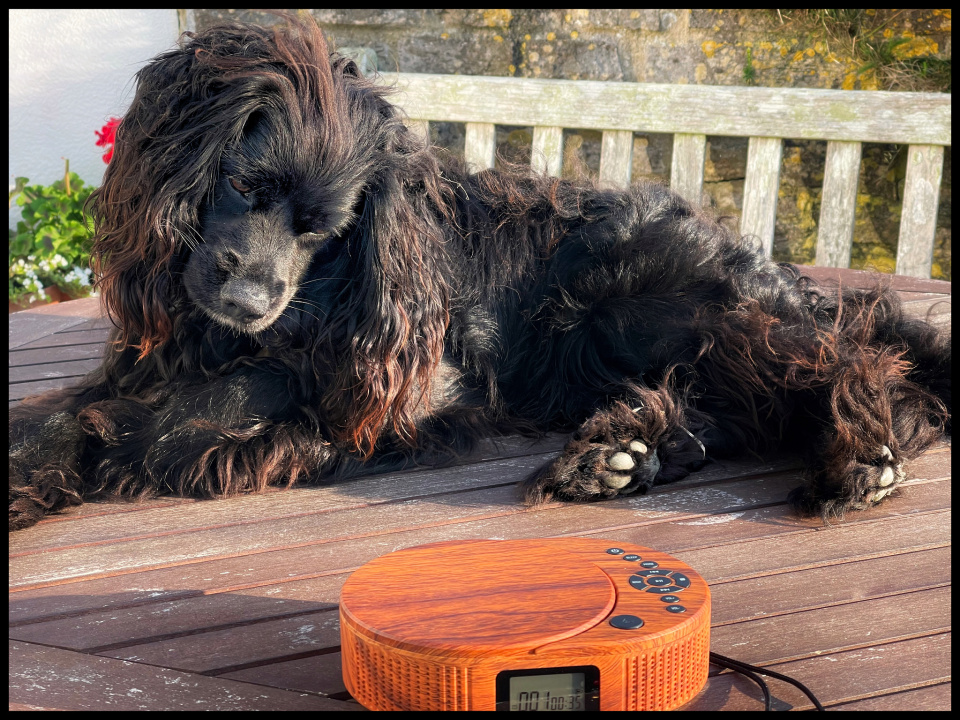 the summer portraits | sk | Blipfoto