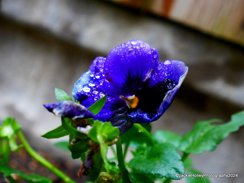 Soggy Pansy | ThingsBeautiful | Blipfoto