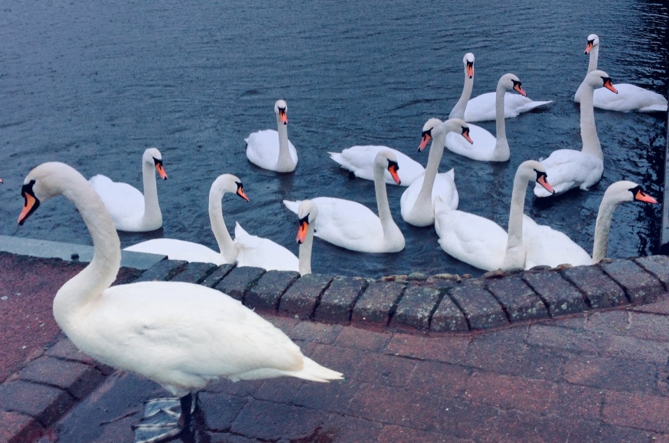 Seven swans aswimming | Photogen | Blipfoto