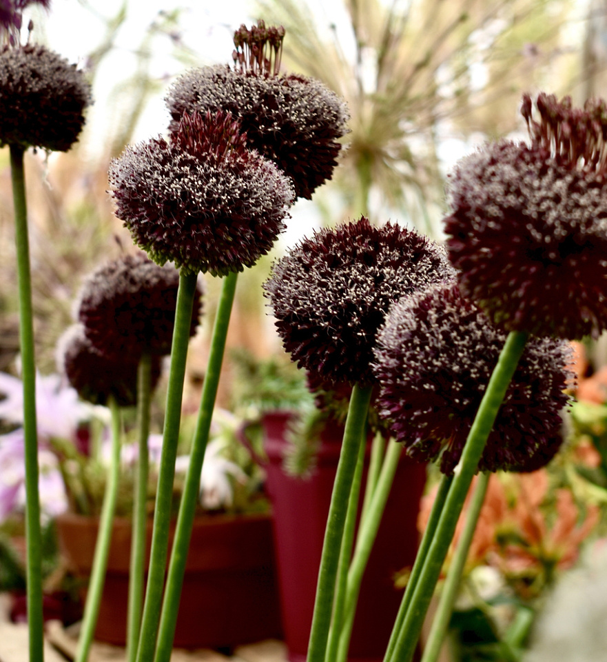 Potted Bearskins on parade | pixelpixie | Blipfoto