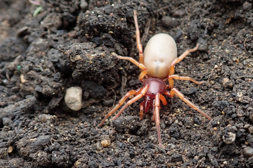 Wood Louse Spider | RonaldBerry | Blipfoto