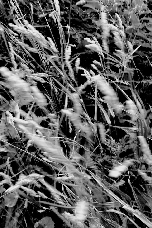 Lingo | middleman | Blipfoto