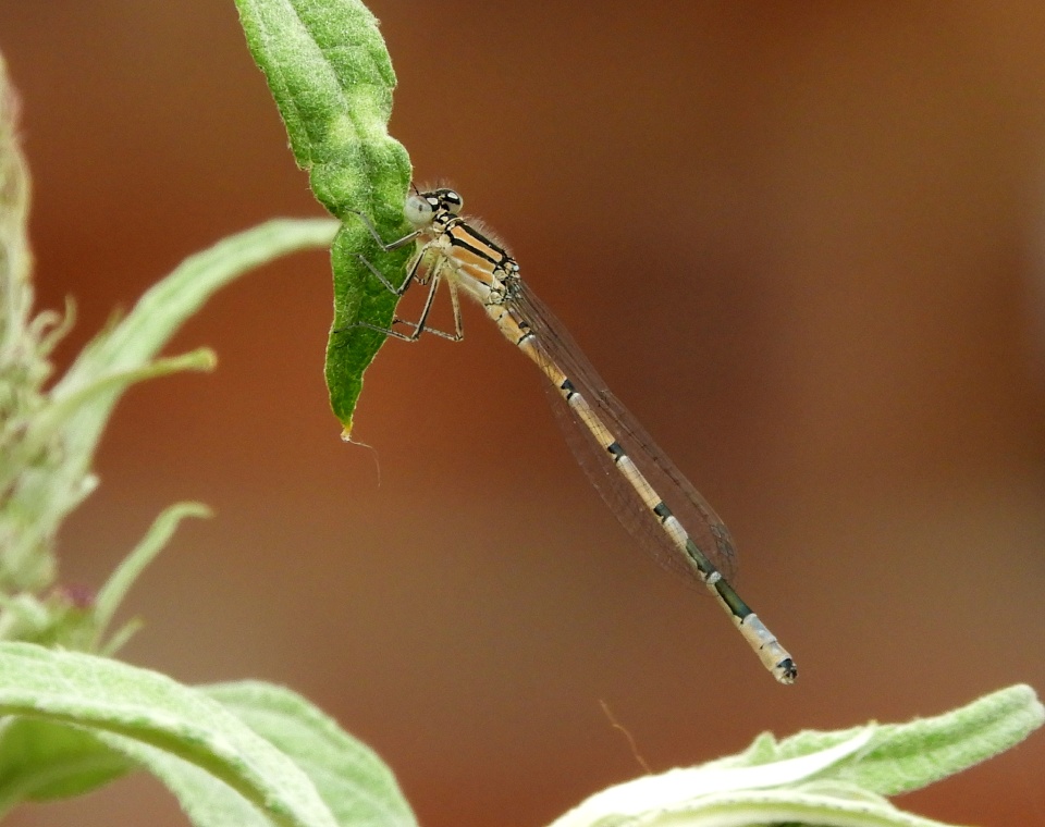 Delicate | Tigger101 | Blipfoto