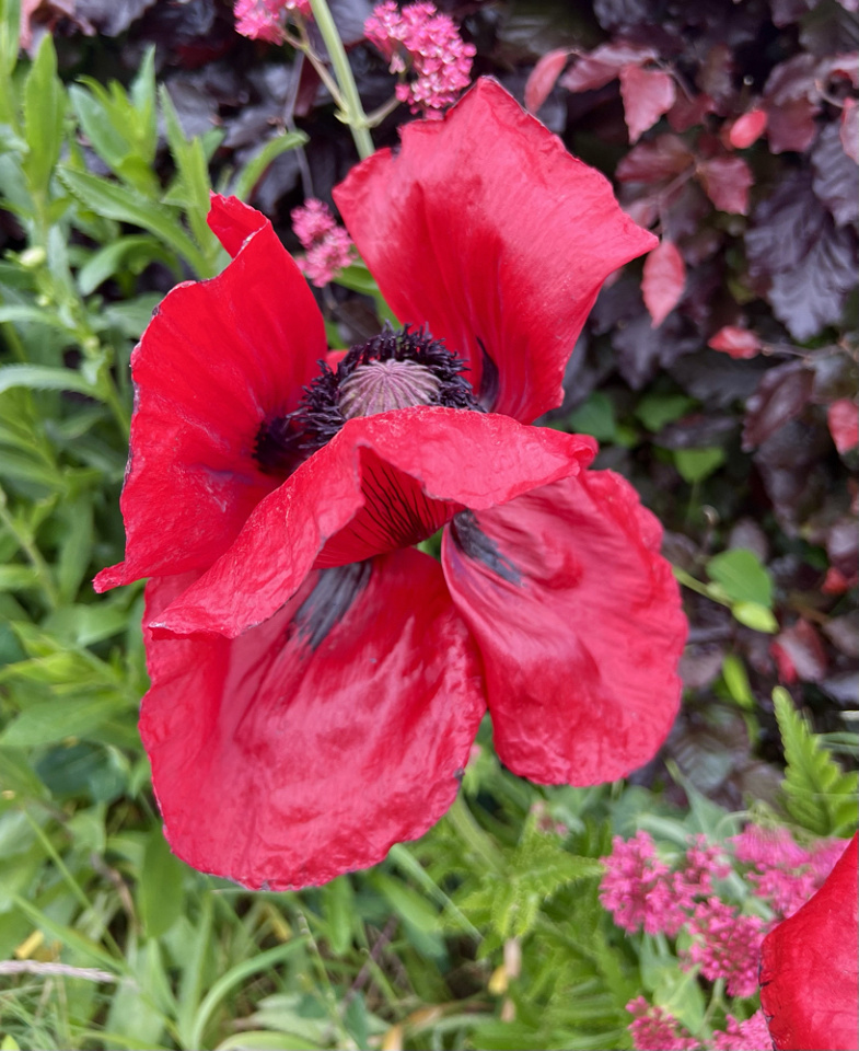 Bad hair day | Romay | Blipfoto