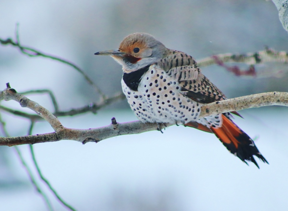 Northern Flicker Hybrid | pipersmom | Blipfoto