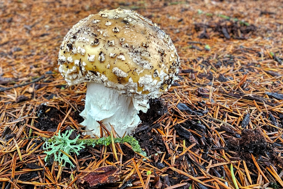 Mushroom Under A Pine Tree | RonaldBerry | Blipfoto