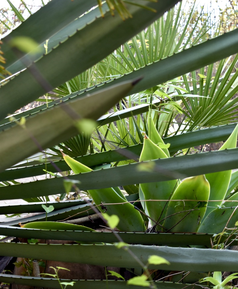 Garden lines | pixelpixie | Blipfoto