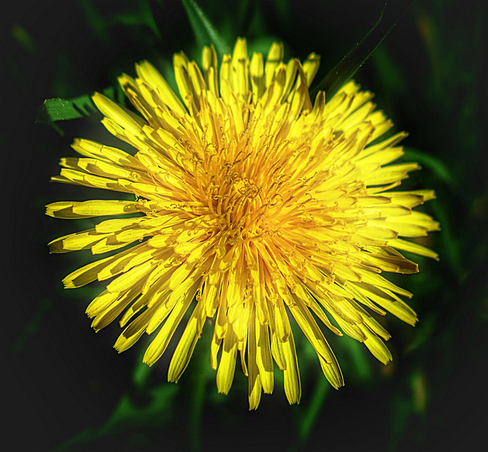 big happy dandelion | inkface | Blipfoto